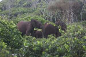Gabon: Five things to know