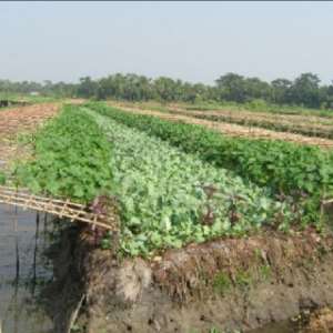 Breman Asikuma SHS begins commercial production of fish, vegetables to ...