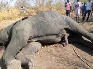 Two stray elephants killed in Tuna
