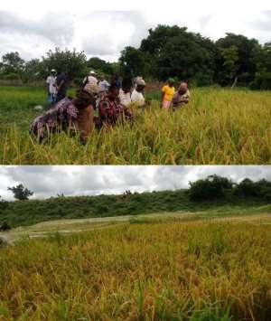 USAID-Ghana rice project promoting food security, incomes in UWR