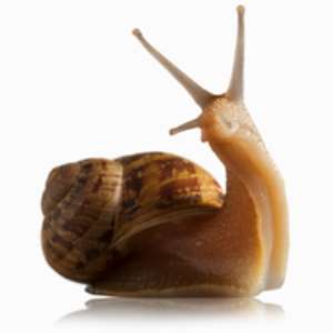 Snail Helps Brain, Bone and Nerves