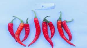 From Seedlings to Success: A Pepper Revolution?