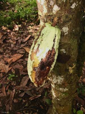Africa's cocoa producers pledge to control pests and diseases