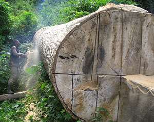 Ghana To Import Timber