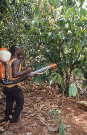 Cocoa farmers worried about fake insecticides