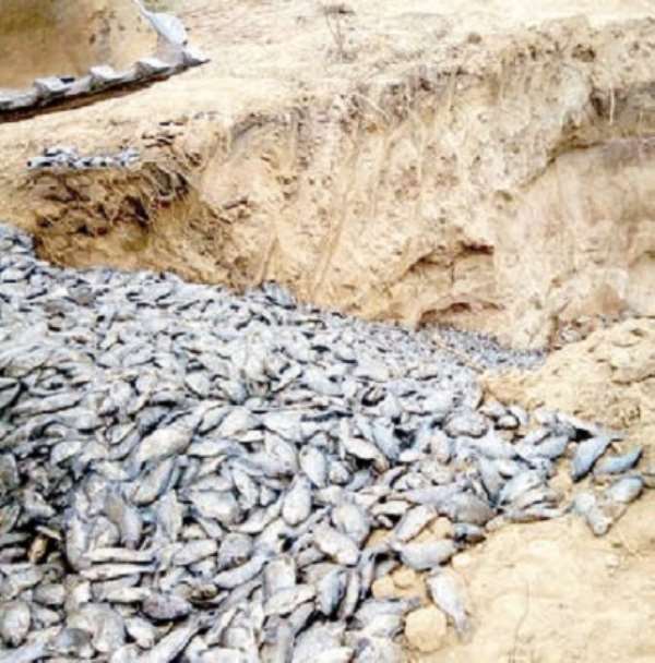 Low Water Oxygen To Blame For Tilapia Death
