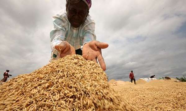 Challenges of rice production and Post- harvest losses