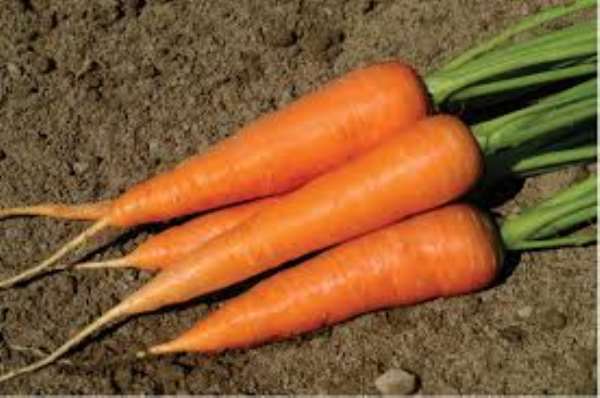 Here s Why Carrots Should Always Be Part Of Your Meals here-s-why-carrots-should-always-be-part-of-your-meals