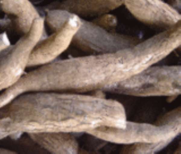 Caltech Ventures to produce ethanol from cassava in Ghana