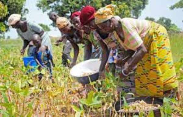 What Is The Future Of Agriculture In Ghana??