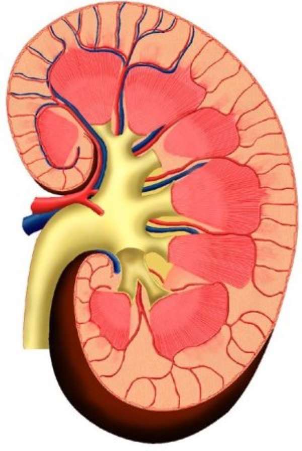 The Kidney: a vital organ for human survival