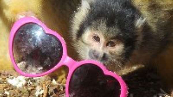 Zoo keepers tackle thieving monkeys