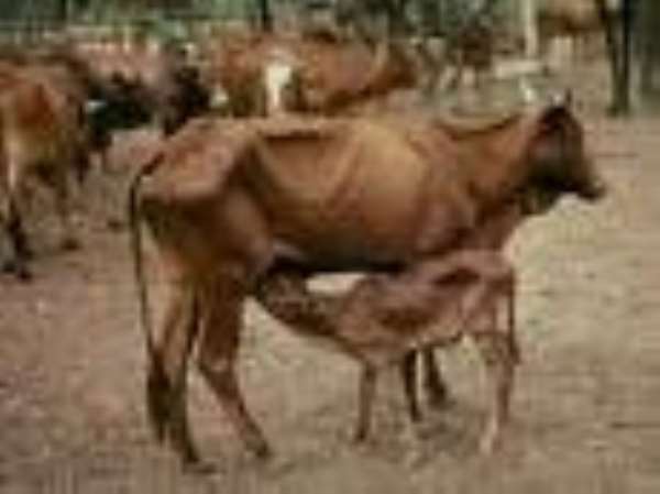 Nagana infestation detected among livestock