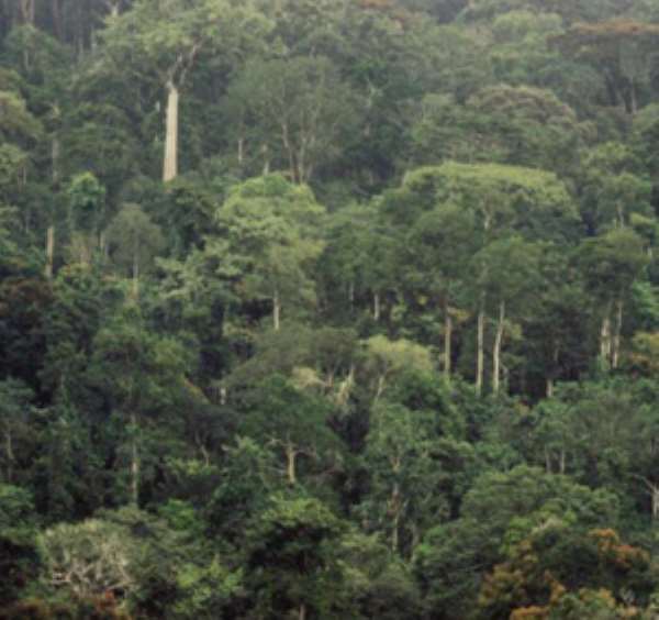 Africa's Disappearing Forests Threaten Human Life