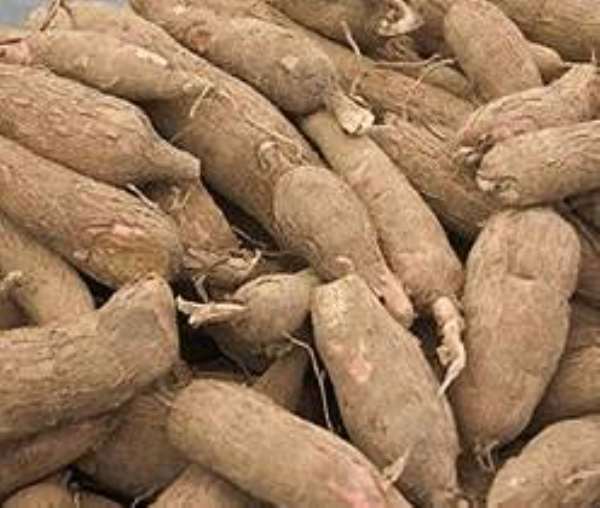 Opportunities abound in cassava processing and production-study