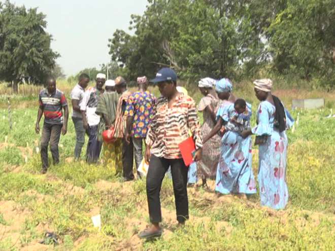 U/E/R: Frafra Potato assessment field day demonstration held at Manga