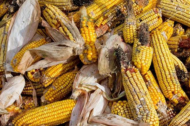Poisonous substances (Mycotoxins) in foods; a silent killer in Ghana.
