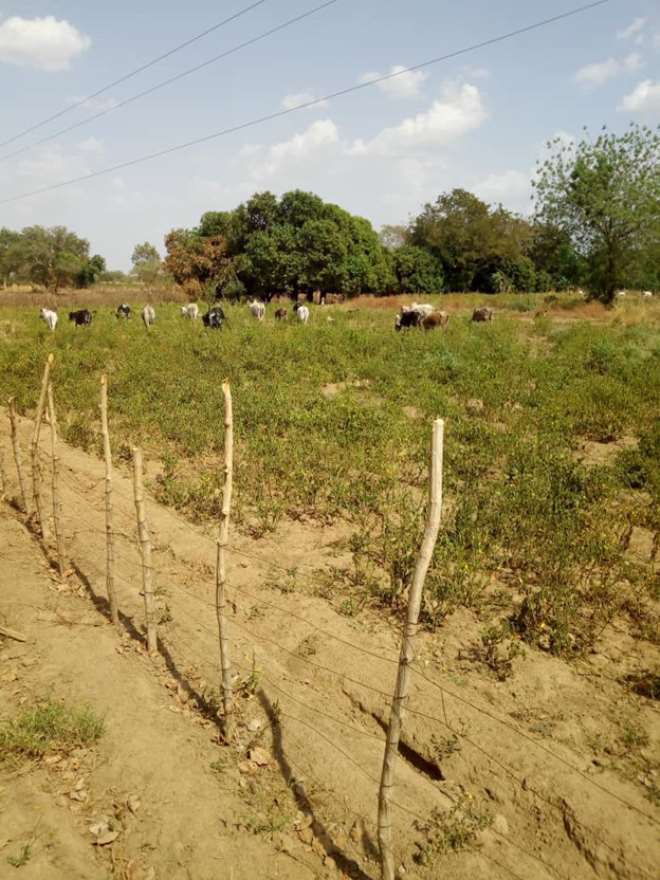 Non-Enforcement Of Bye-Laws On Stray Animals - A Major Threat To ...