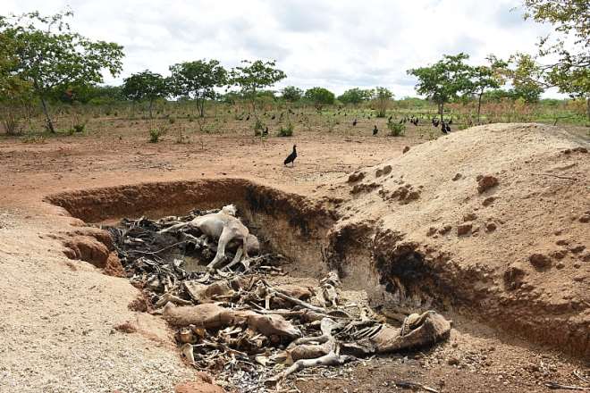 Brazil: hundreds of donkeys trapped on death farm