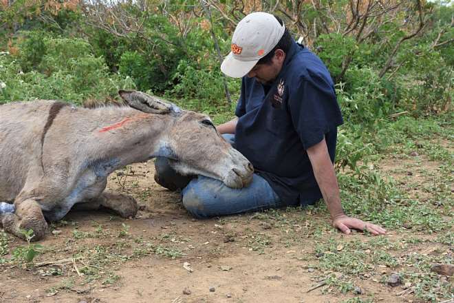 Brazil: hundreds of donkeys trapped on death farm