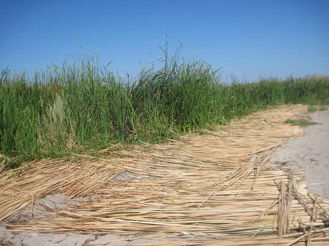 Envirium And Asity Partner To Rescue Mangoky Ihotry Environment