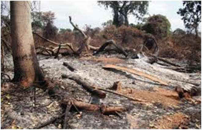 The Uprising Nature Of Deforestation In Ghana