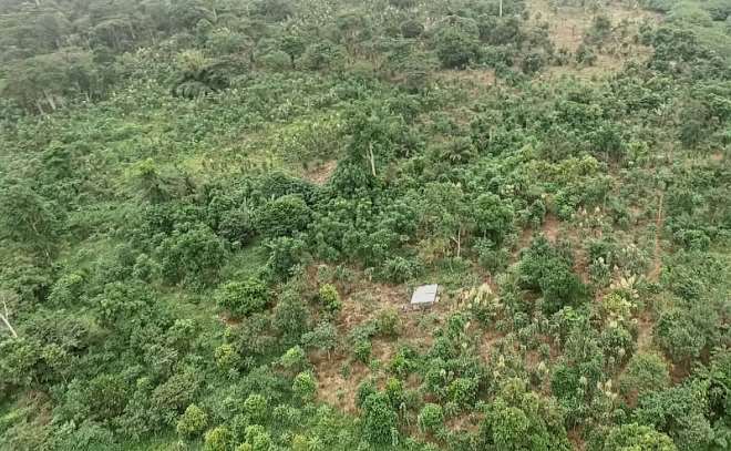 Offsetting Mining Impact With Reforestation: The Story Of New Abirem