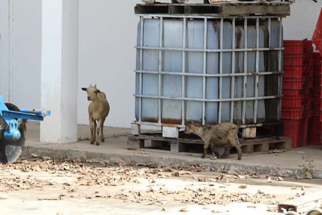 GOATS TAKE OVER THE PWALUGU TOMATO FACTORY NDC CLAIMS TO HAVE REVIVED