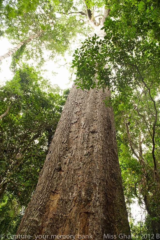 Miss Ghana finalists tour “Big Tree”