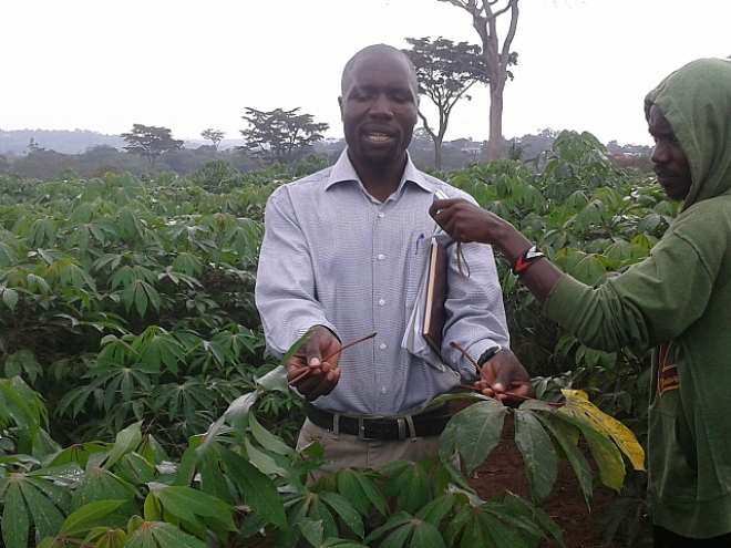 Scientist Urge Ghana To Be Cautious Of Cassava Brown Streak Disease