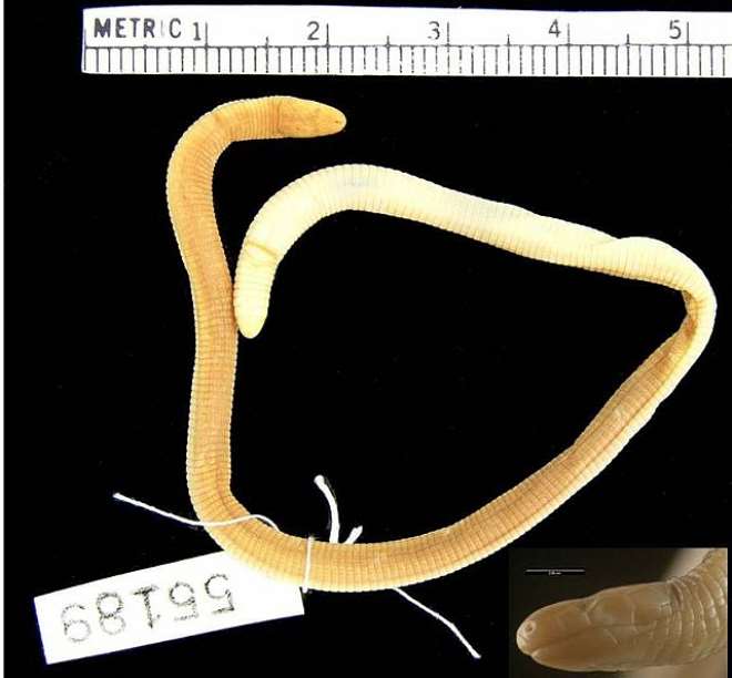 Environmental Alert! Lizard Heading Towards Extinction--Ghana Worm ...