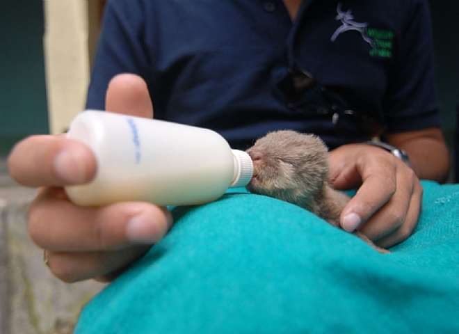 Otter Pups Found Floating On Hyacinth, Admitted For Hand-Rearing