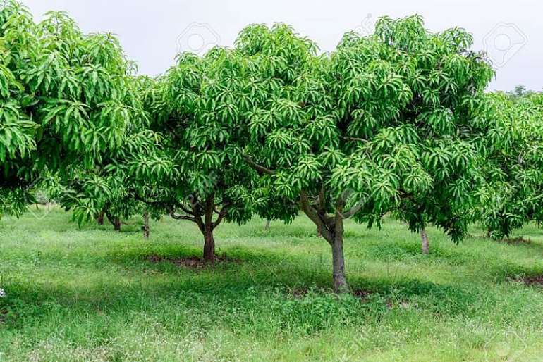 IMMULATE Herbal: Boosts immunity, improves blood sugar, cholesterol ...