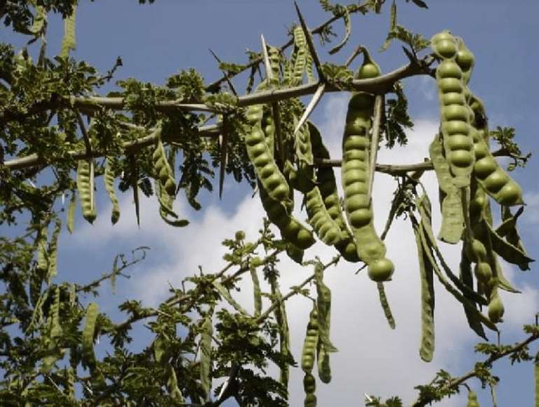 IMMULATE Herbal: Boosts immunity, improves blood sugar, cholesterol ...