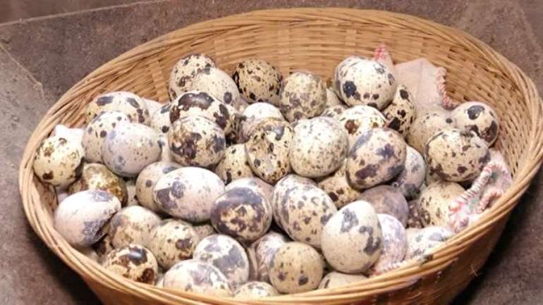 Blazing The Trail Of Quail Farming; Filmmaker Ventures Into Farming For ...
