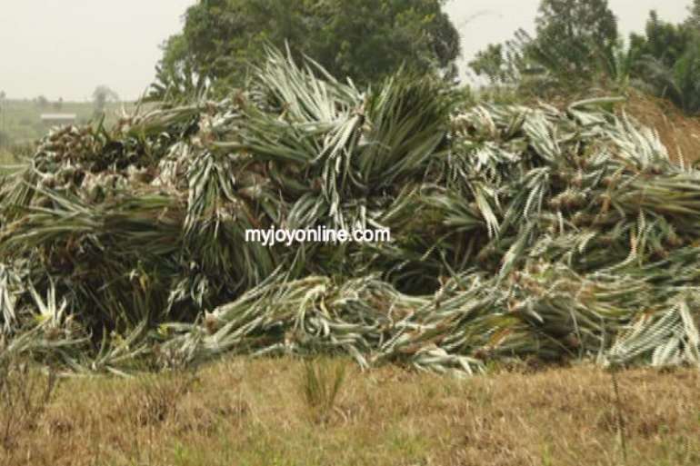 Golden Exotics to halt production in Ghana if…