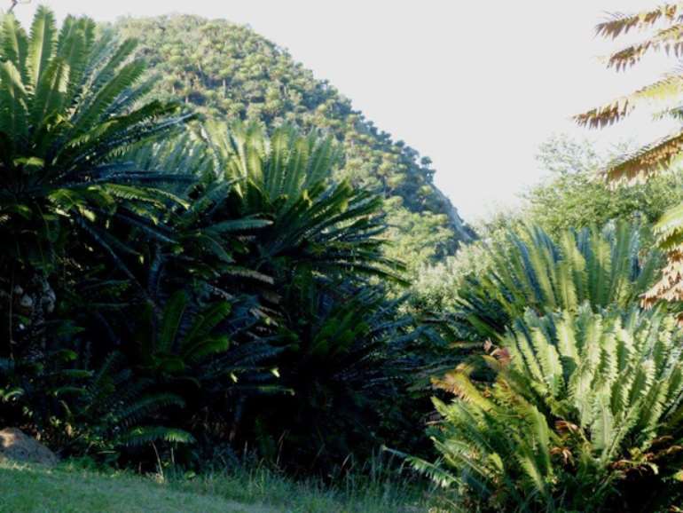 The Modjadji Royal Kraal: A Tale of African Cultural Heritage