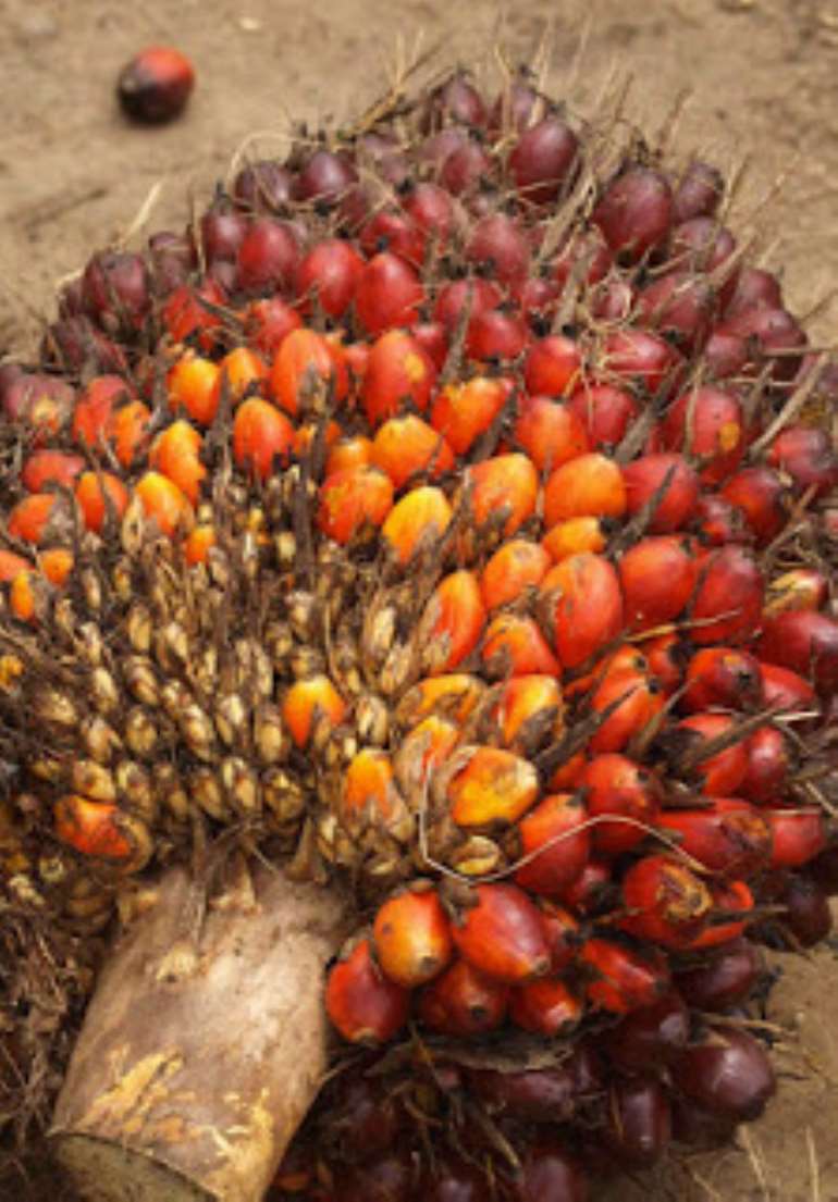 The Palm Tree: The Subsistence Of Life In Africa