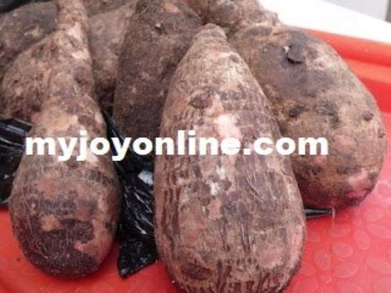 Food security alert: Cocoyam production reduce drastically