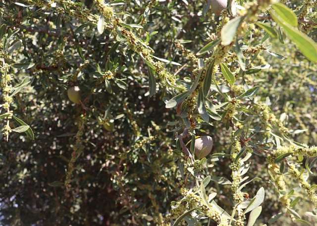 Where Do Argan Trees Grow Argan Tree How To Grow & Care