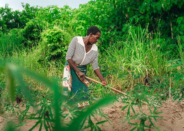 Intensive Farming Crops
