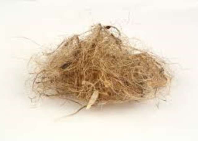 Kenaf Fibre Kenaf #kvg #fibre #core #sustainability | Jazman Shahar