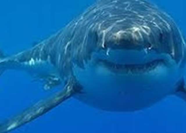 German tourist shark attack maui | Insiderpuj.com