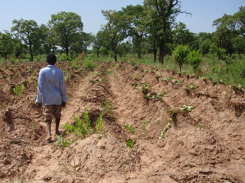 Yam Farming Ghana: Yam Dioscorea