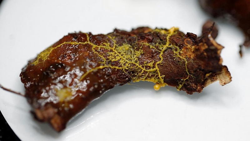 Blobtastic! Self-healing, brainless 'blob' is Paris zoo's new star ...