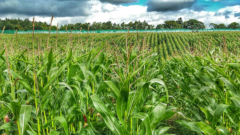Why a Zimbabwean farming project failed: lessons for rural innovation