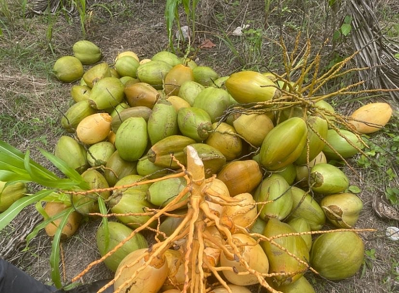 Ghanaians urged to invest in coconut business