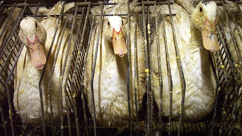 French parliament votes against ending battery farming of animals