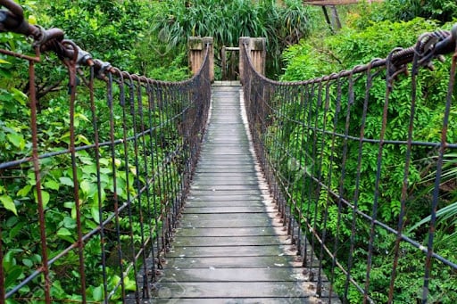 V/R: Amedzofe canopy walkway nears 30,000 visits year after opening