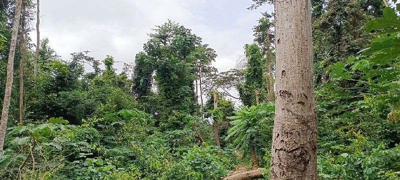 Tinte Bepo Forest Reserve in Peril: The Impact of Illegal Chainsawing ...